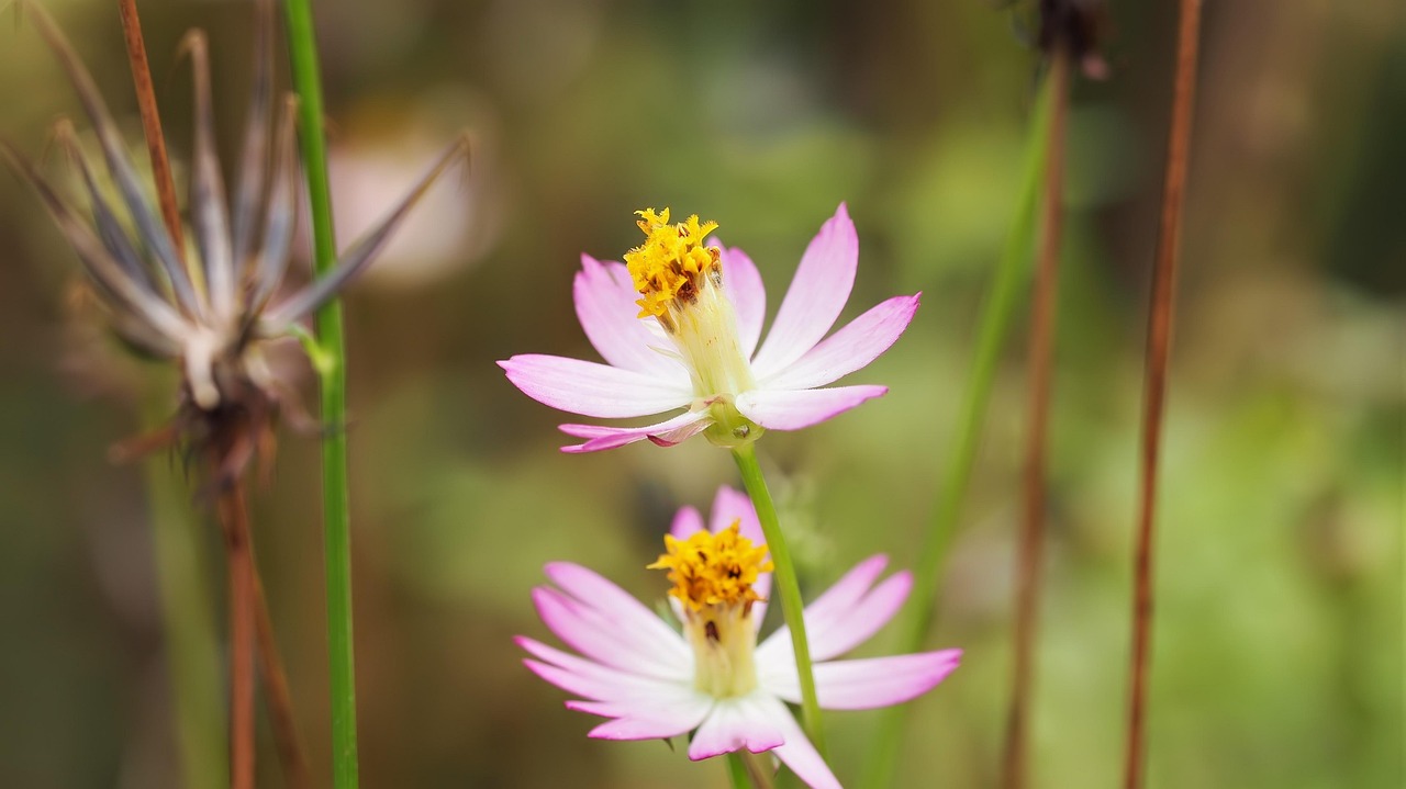 Nature Fleur Flore - Photo gratuite sur Pixabay - Pixabay