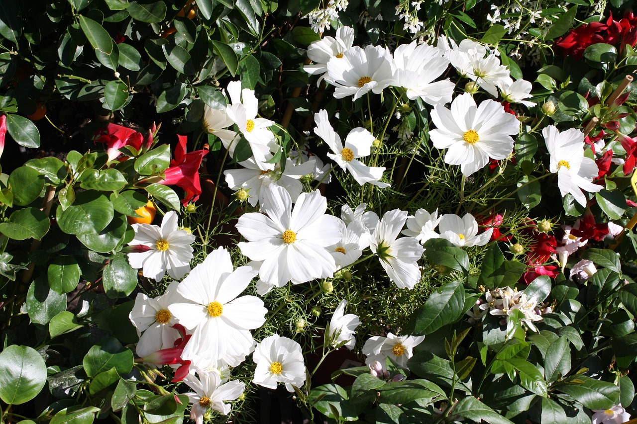 Jardin Blanche Fleur La - Photo gratuite sur Pixabay - Pixabay