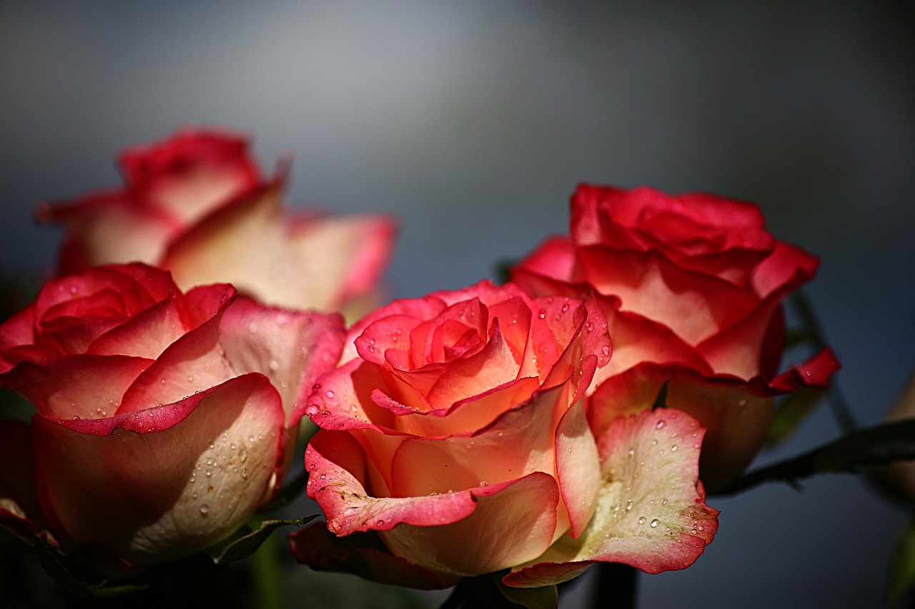 Flower No One Rose - Free photo on Pixabay - Pixabay