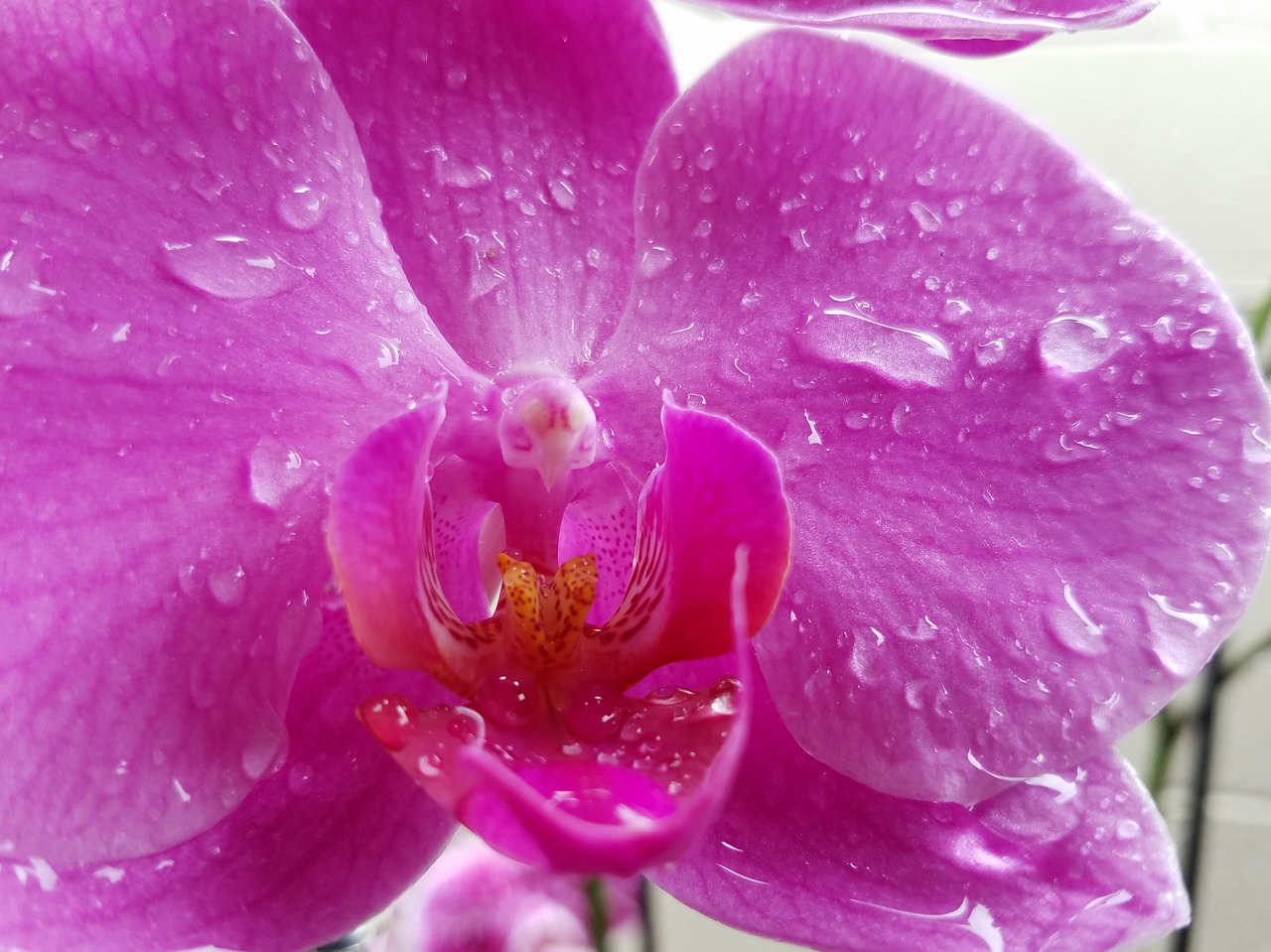 Fleur Nature Flore - Photo gratuite sur Pixabay - Pixabay