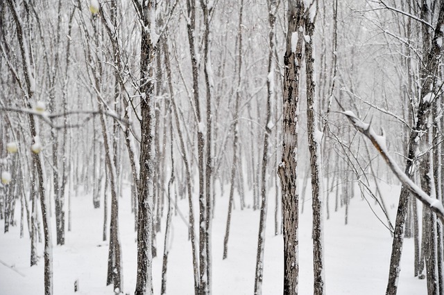 Meer dan 50 gratis afbeeldingen van Winterlandschappen en Winter - Pixabay