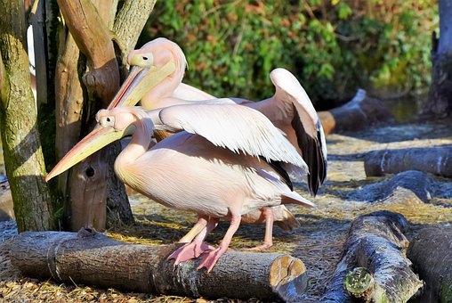 5+ Free Brun Nature & Pelican Photos - Pixabay