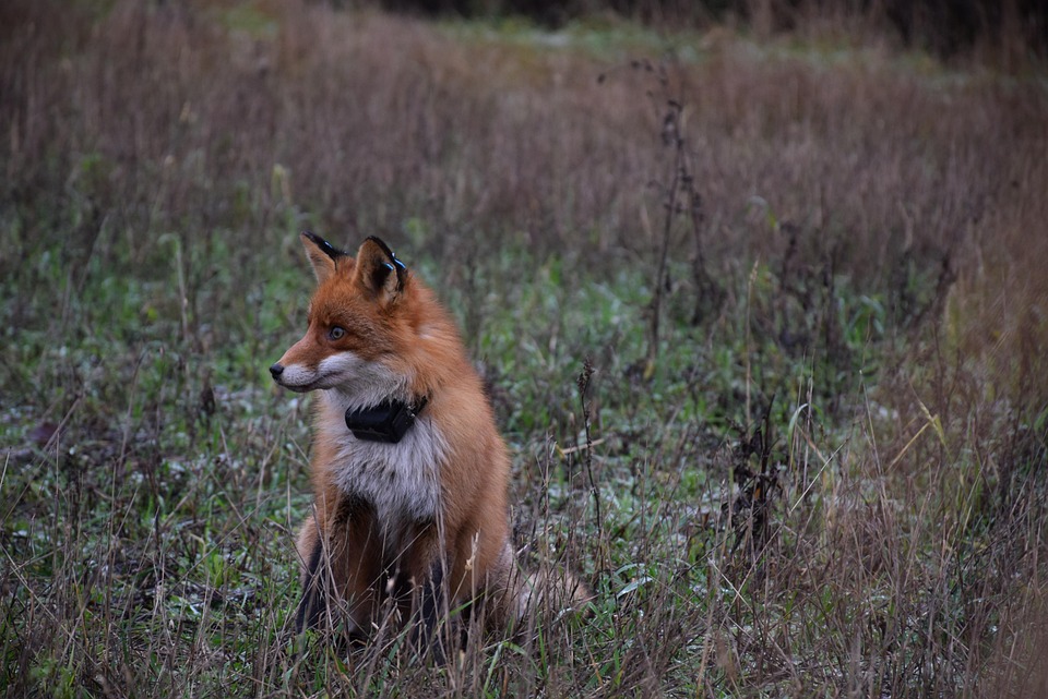 Mammal Animal Life Outside - Free photo on Pixabay