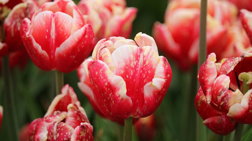Nature Tulip Garden - Free photo on Pixabay