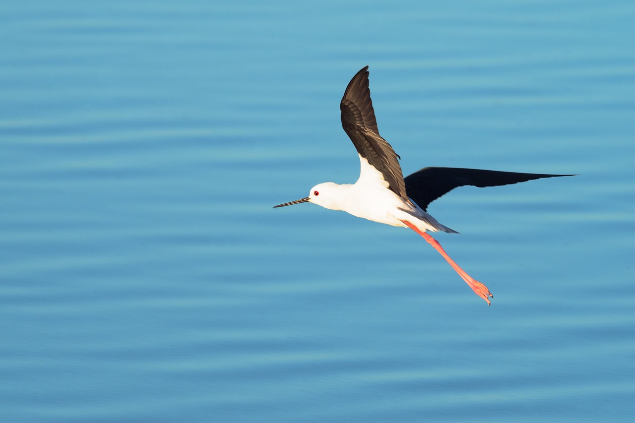 200+ Free Birds Fly Black White & Nature Images - Pixabay