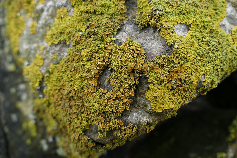 Nature Lichen Rock - Free photo on Pixabay - Pixabay