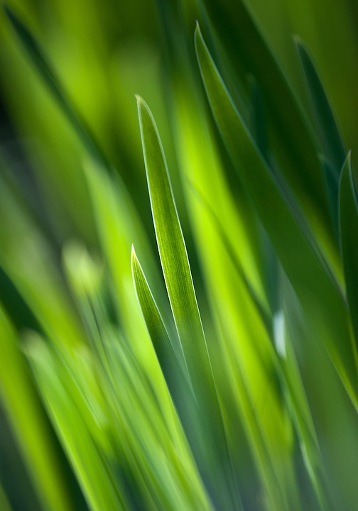 Lawn Nature Freshness - Free photo on Pixabay - Pixabay