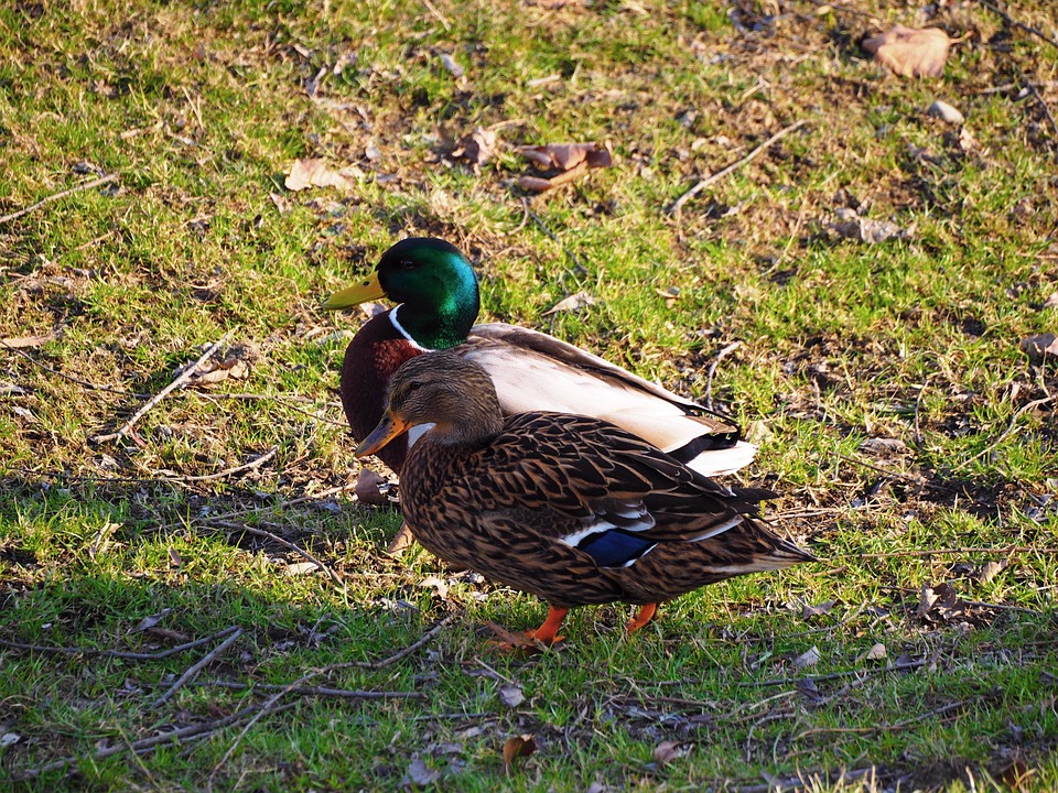 Nature Ducks Water Bird Wild - Free photo on Pixabay - Pixabay