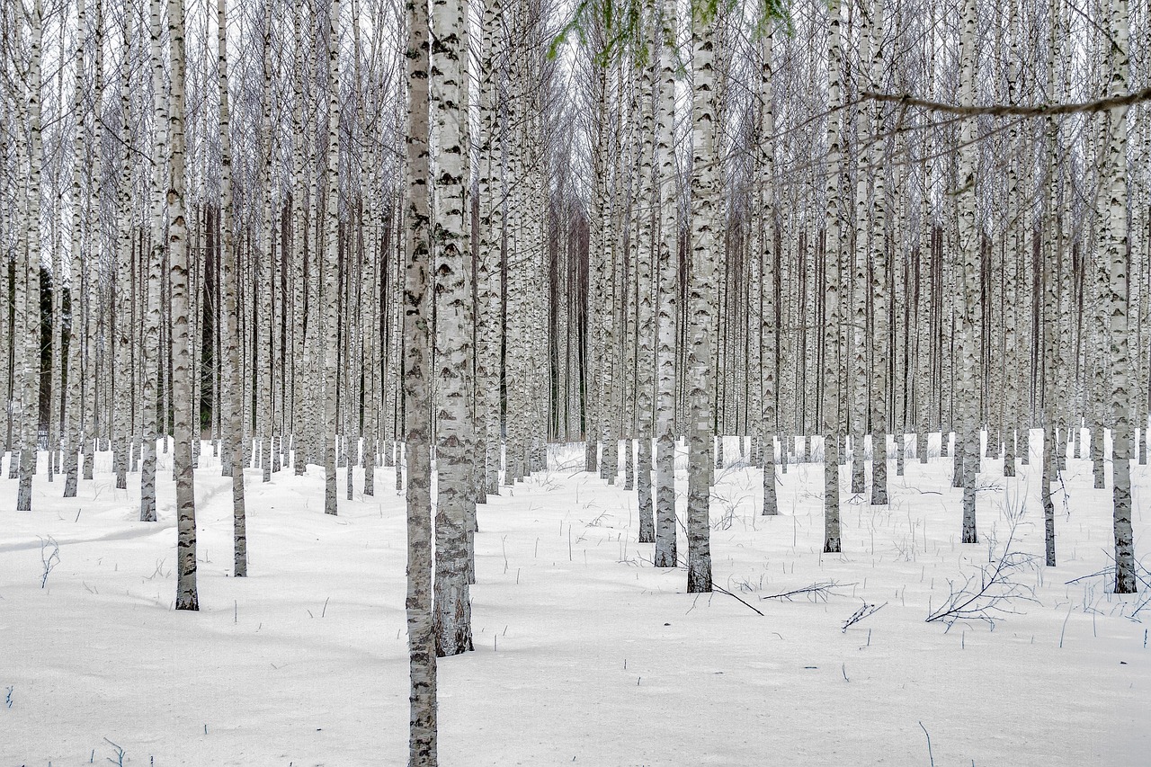 300,000+ Free Birch Trees Winter & Birch Trees Images - Pixabay