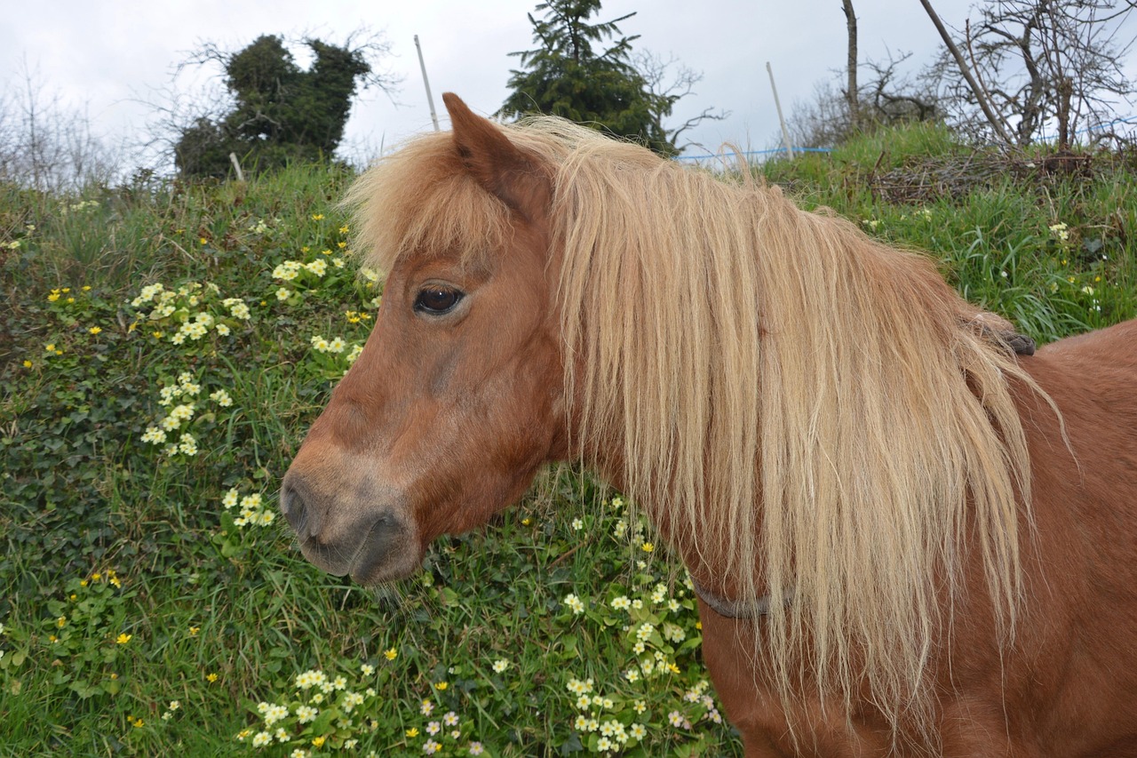 Pony Shetland Pequeño Caballo - Foto gratis en Pixabay - Pixabay