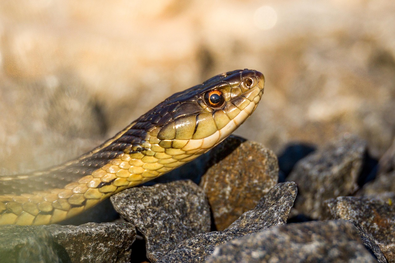 80,000+ Free Brown Snake & Snake Images - Pixabay