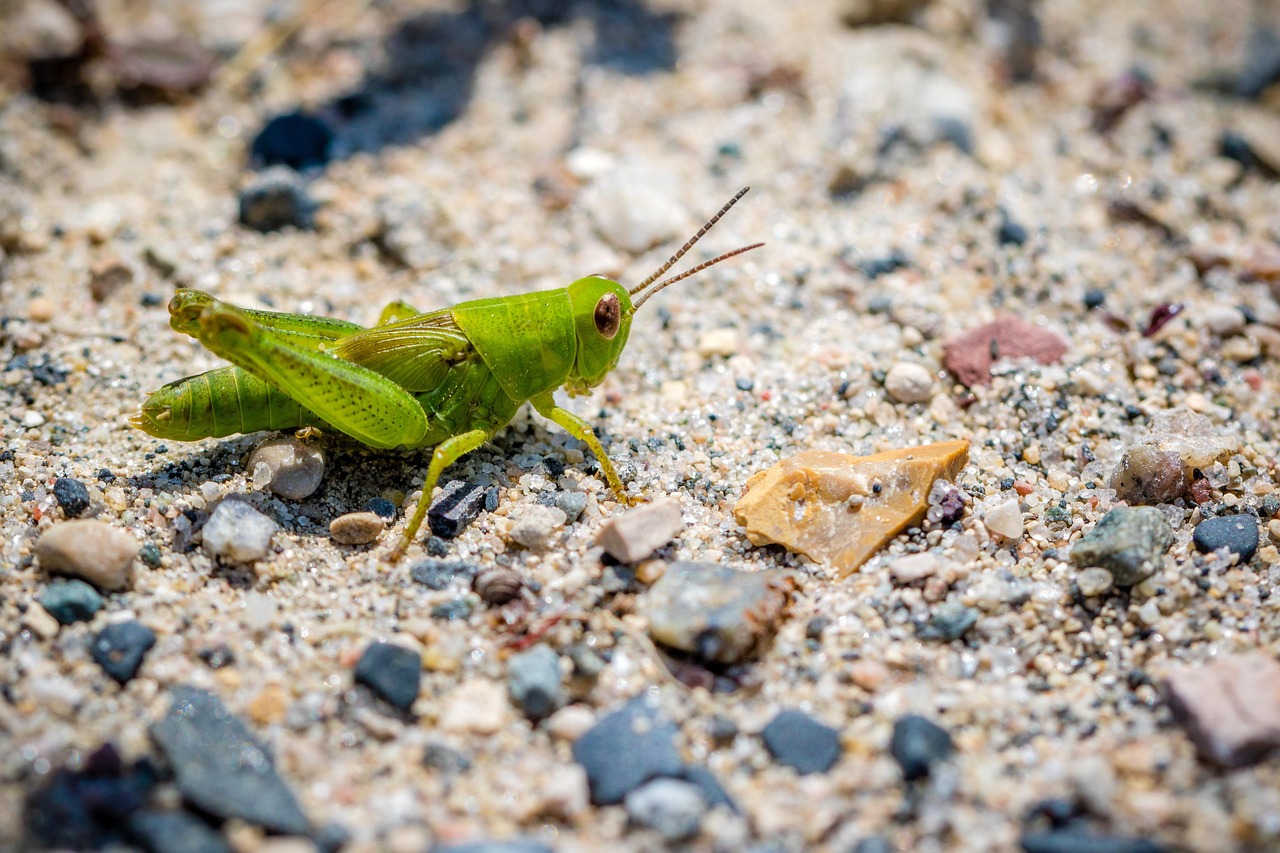 Nature Little Grasshopper - Free photo on Pixabay