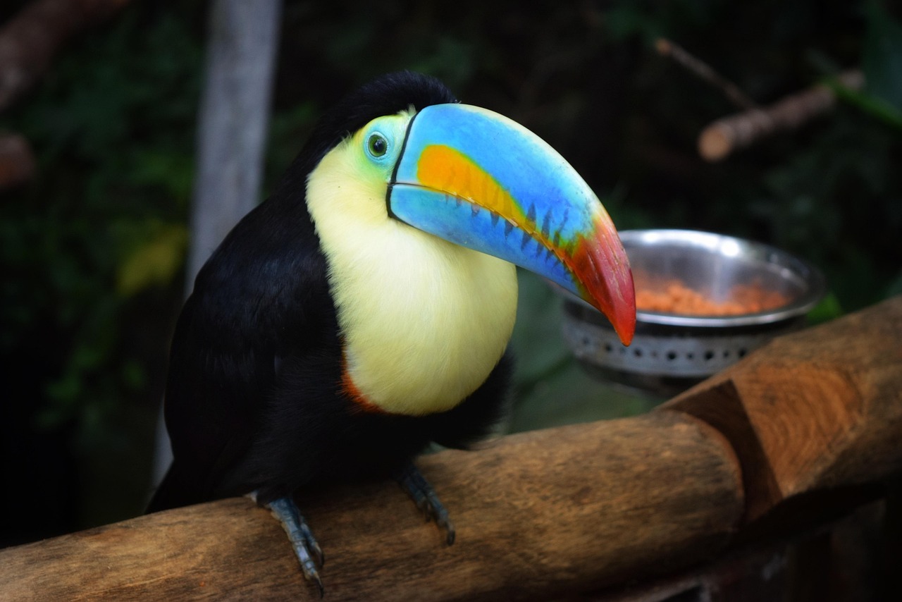 300+ Free Toucan & Bird Images - Pixabay