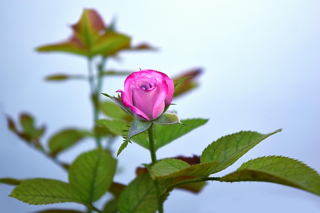 Rose Bourgeon Fleur - Photo gratuite sur Pixabay - Pixabay