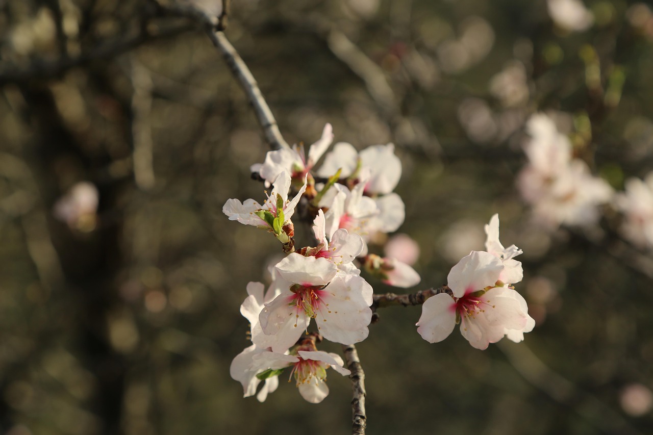 Flower Tree Nature - Free photo on Pixabay - Pixabay