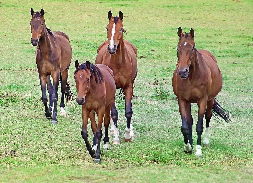 La Nature Animaux Cheval Les - Photo gratuite sur Pixabay - Pixabay