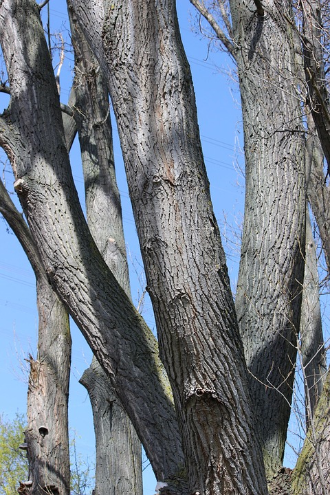 Baum Holz Natur - Kostenloses Foto auf Pixabay - Pixabay