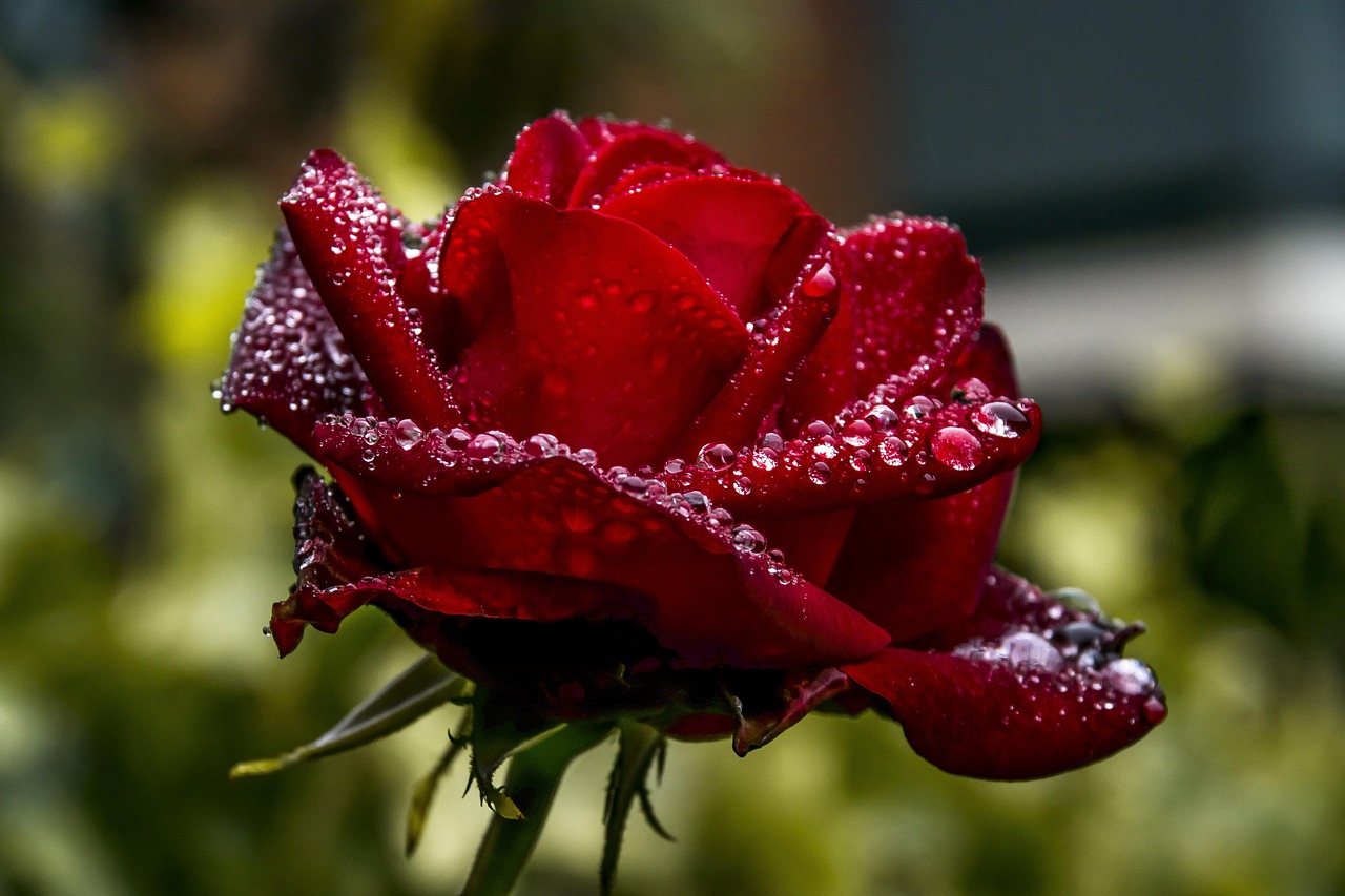 Nature Fleur En Plein Air - Photo gratuite sur Pixabay - Pixabay