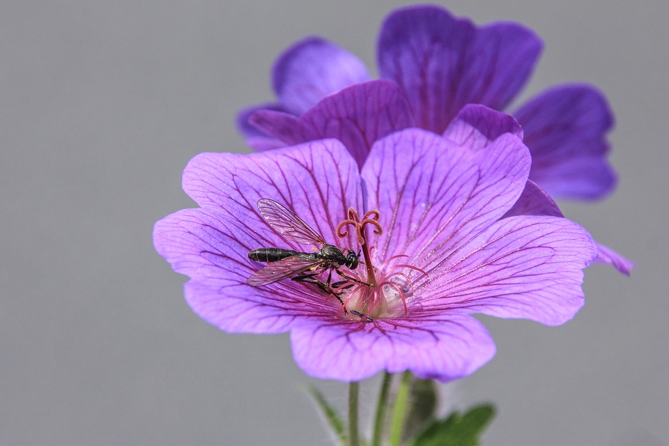 Blütenduo Avec De L'Insecte Fleur - Photo gratuite sur Pixabay
