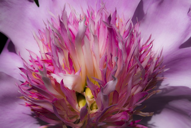 Natur Blomma Flora - Gratis foto på Pixabay - Pixabay