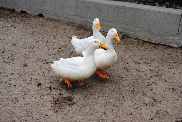 Pájaro Pato Animal - Foto gratis en Pixabay - Pixabay