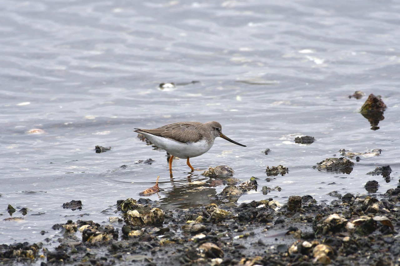 300+ Free Sandpiper & Nature Images - Pixabay
