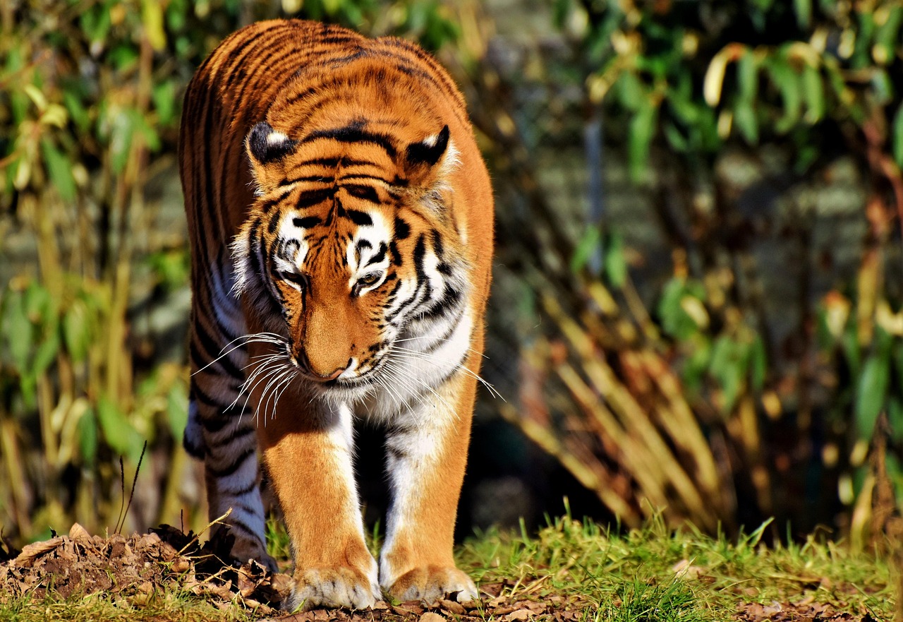 Tiger Big Cat Predator - Free photo on Pixabay - Pixabay