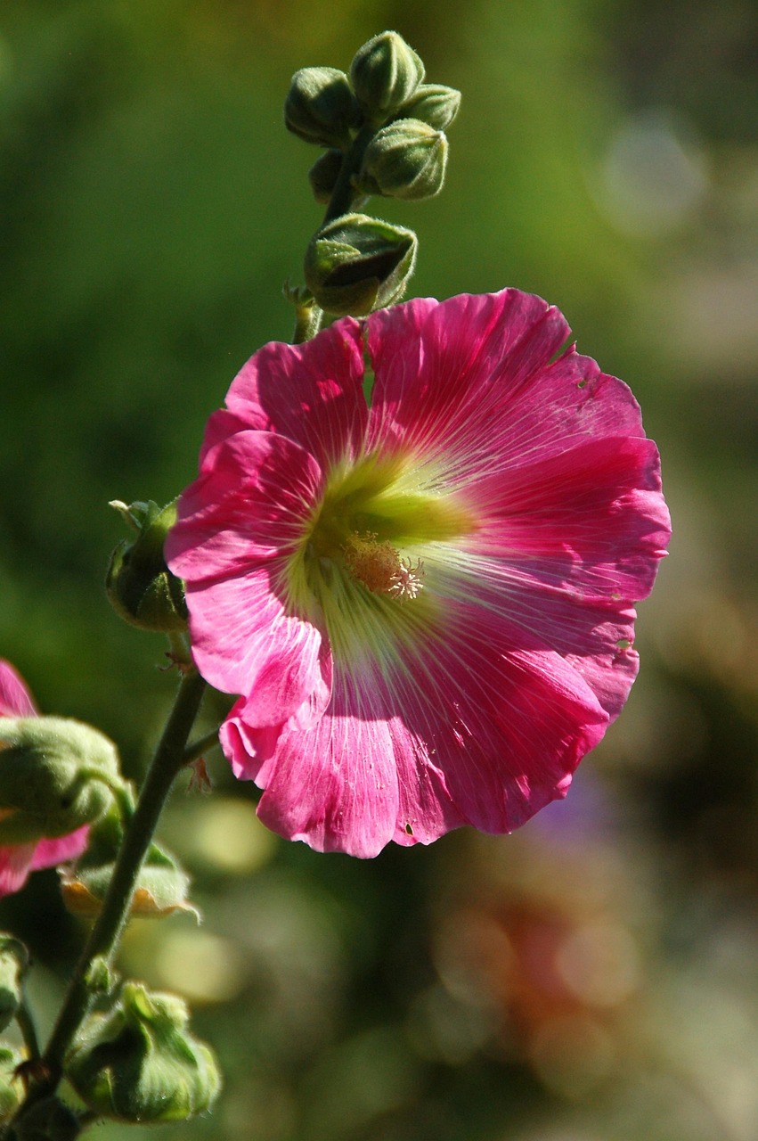 Nature Plant Garden - Free photo on Pixabay - Pixabay