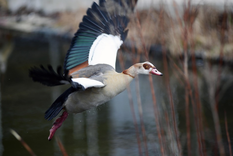 Nilgans Gans Vogel - Kostenloses Foto auf Pixabay - Pixabay