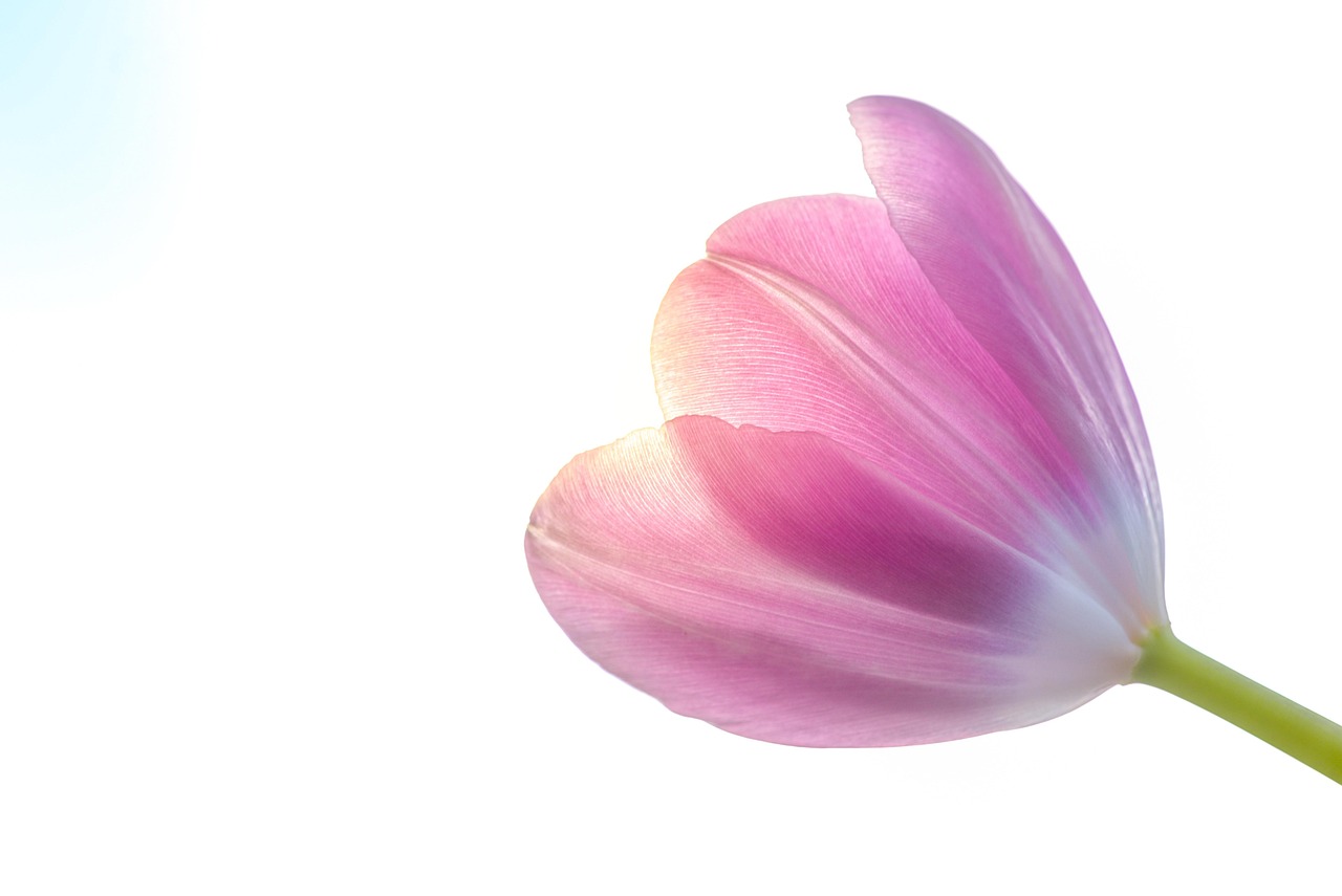 400+ Free Tulip Wallpaper & Tulips Images - Pixabay