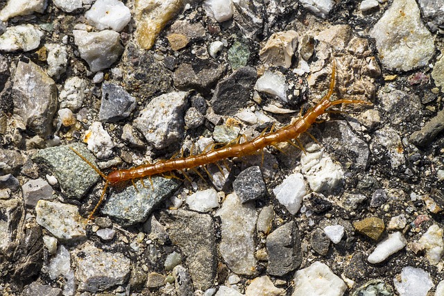 Centipedes Centipede Member Point - Free photo on Pixabay - Pixabay