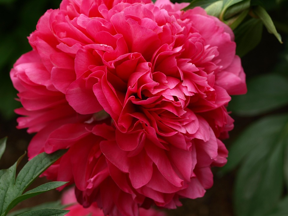 Bunga Alam Flora - Foto gratis di Pixabay
