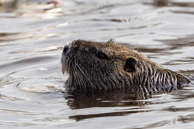Wildlife Waters Nature - Free photo on Pixabay - Pixabay