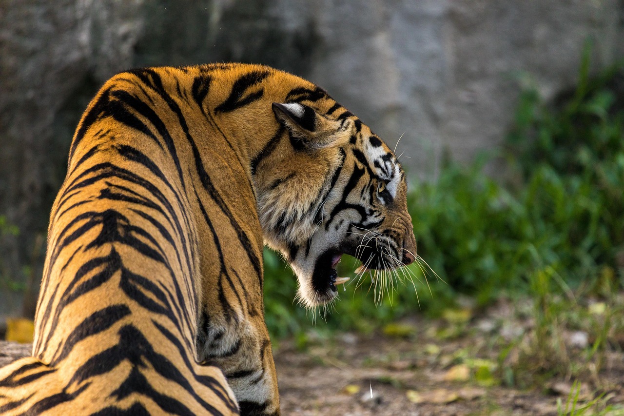 Tiger Cat Big - Free photo on Pixabay