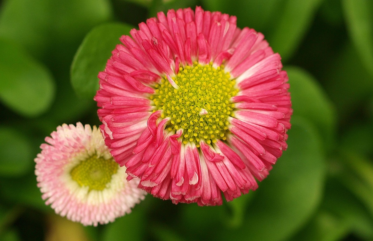 Naturaleza Flor Flora El - Foto gratis en Pixabay - Pixabay
