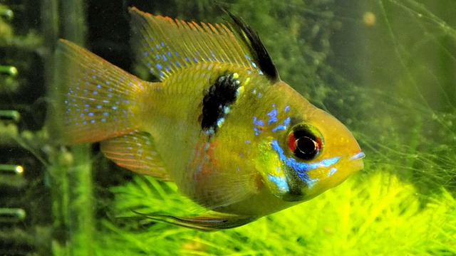 Fisch Aquarium Die Natur - Kostenloses Foto auf Pixabay - Pixabay