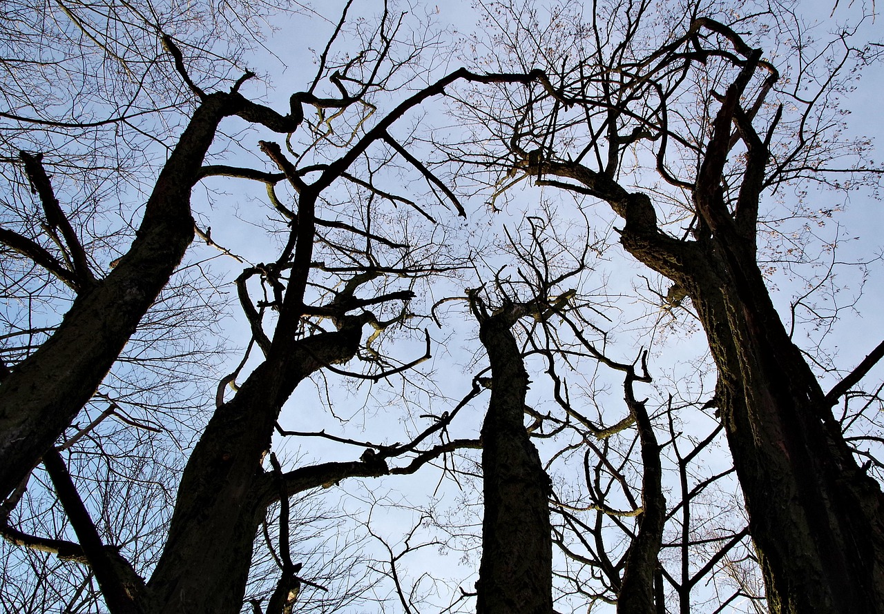 Fear Tree Branch - Free photo on Pixabay - Pixabay