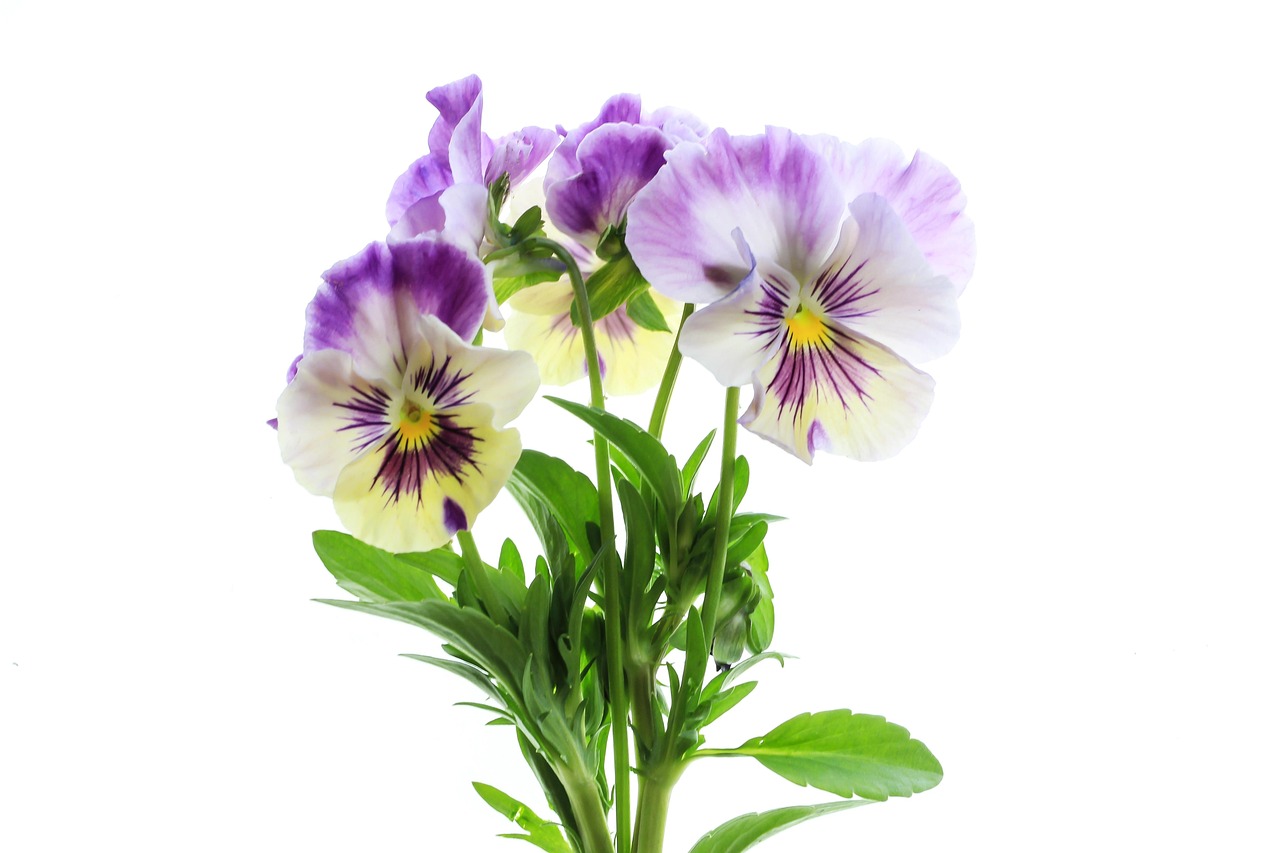 1,000+ Free Pansies & Pansy Photos - Pixabay