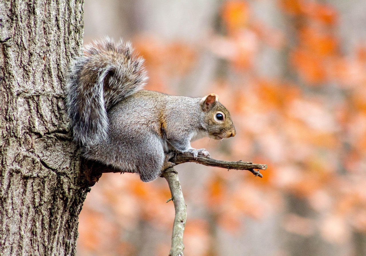 Nature Wildlife Tree - Free photo on Pixabay - Pixabay