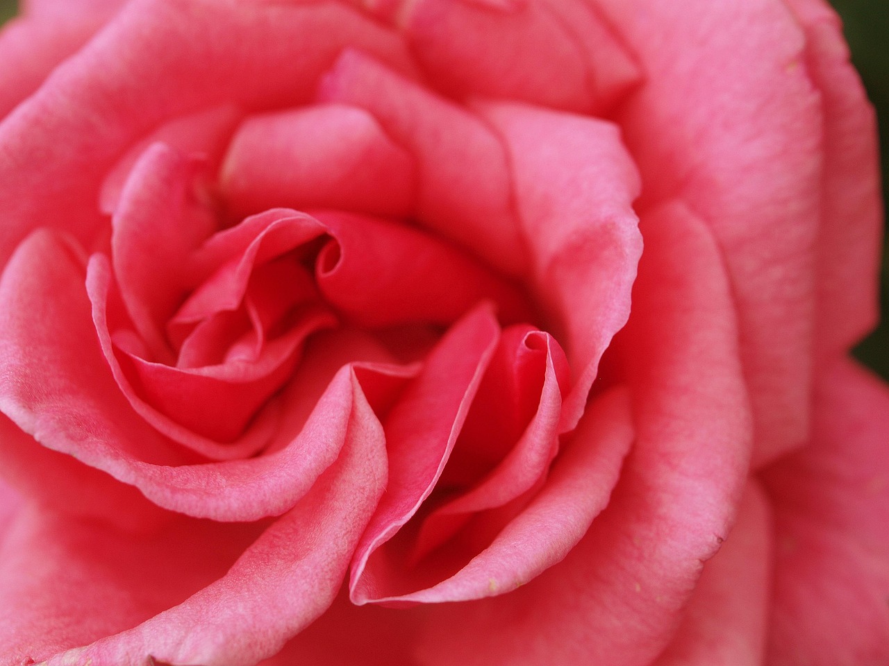 Love Rose Flowers Images