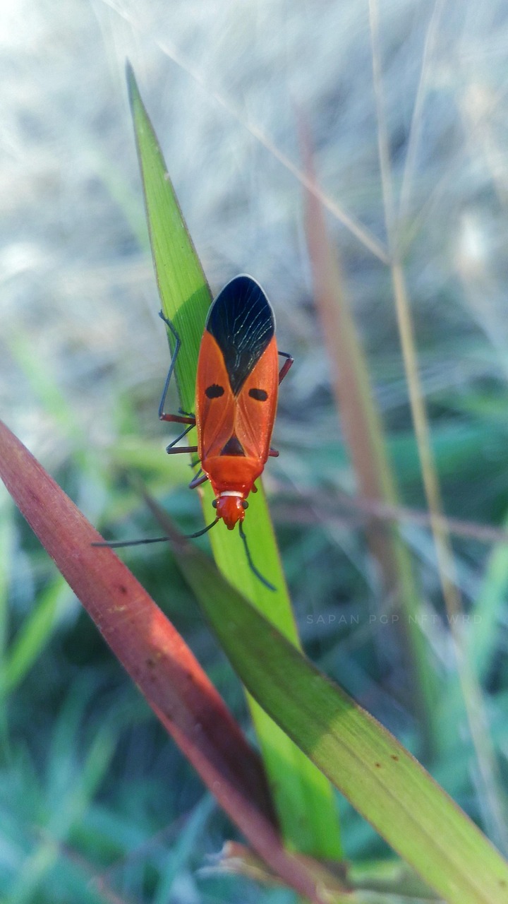 Nature Insecte En Plein Air - Photo gratuite sur Pixabay - Pixabay