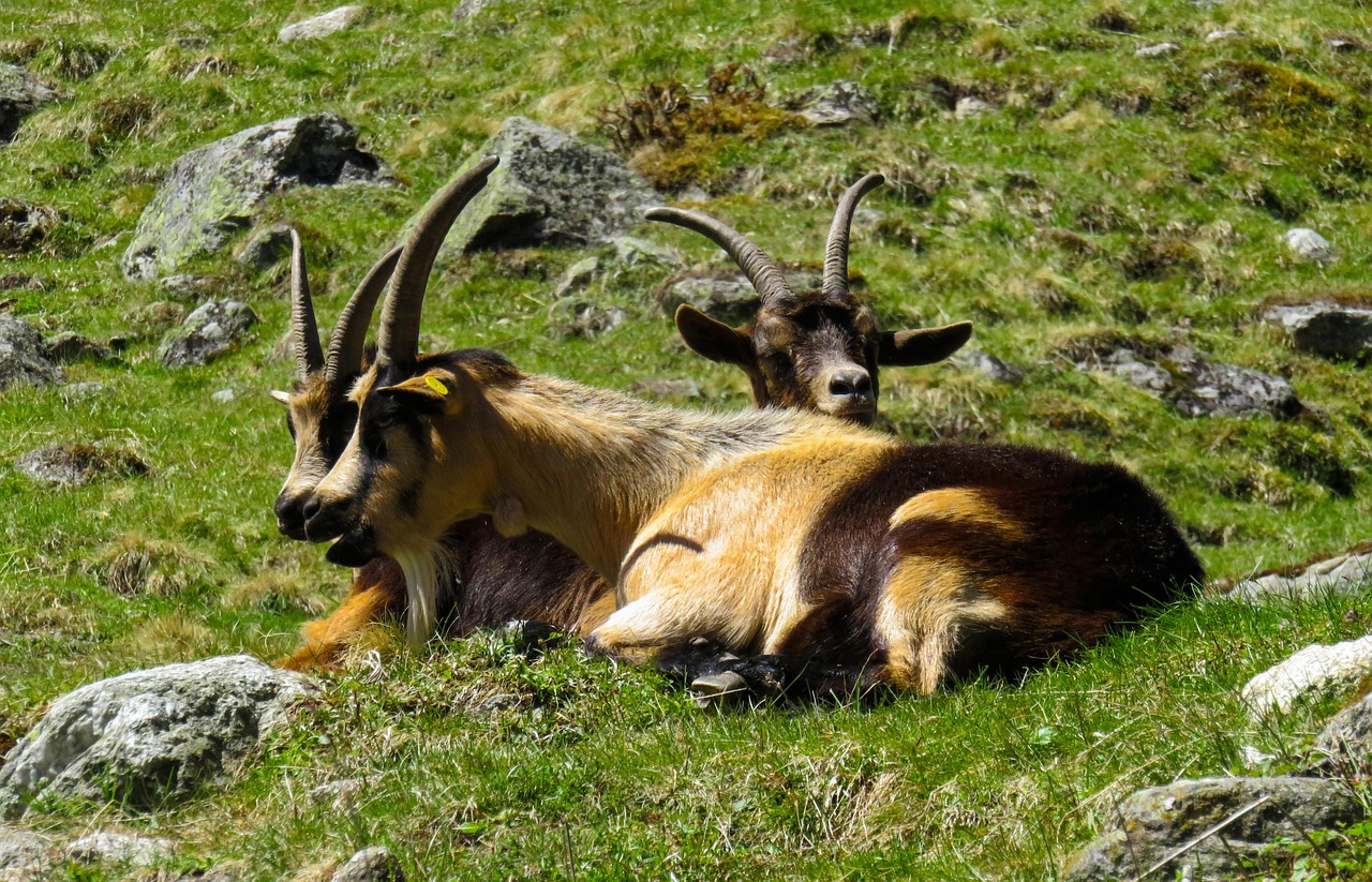 Animais Selvagens Natureza Relva - Foto gratuita no Pixabay - Pixabay