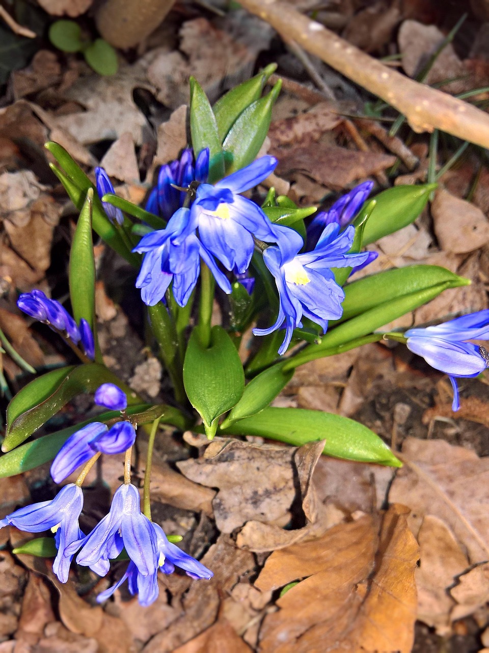 Flower Hyacinths Star - Free photo on Pixabay - Pixabay
