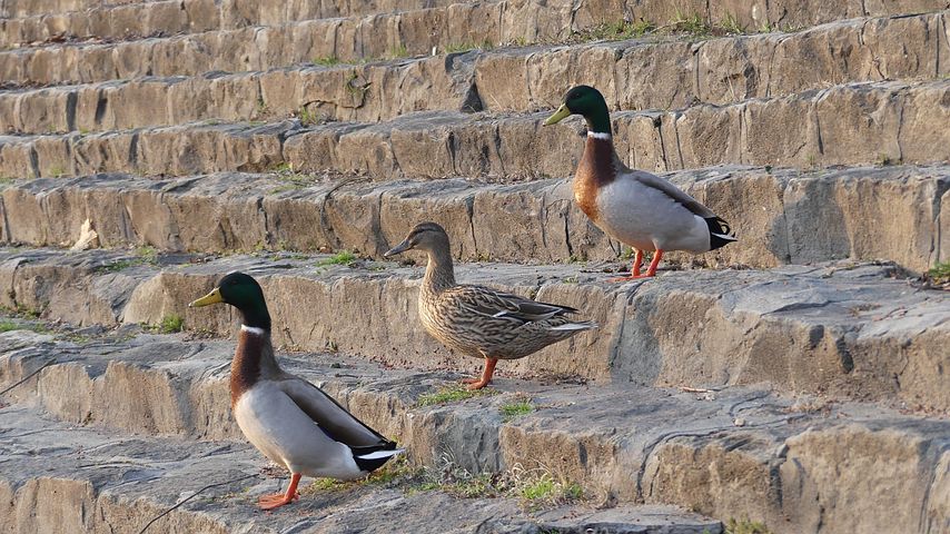 100+ Free Wingtip & Bird Images - Pixabay