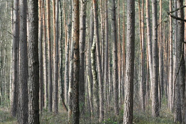 Wood Nature Desktop Background - Free photo on Pixabay - Pixabay