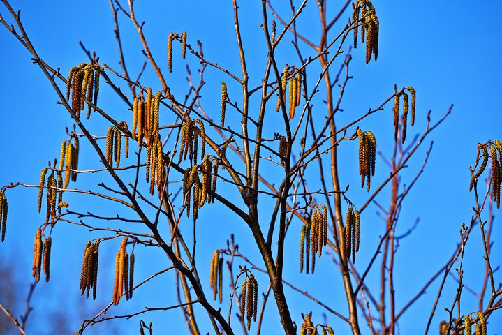 100+ Free Flowering Catkin Tree & Tree Images - Pixabay