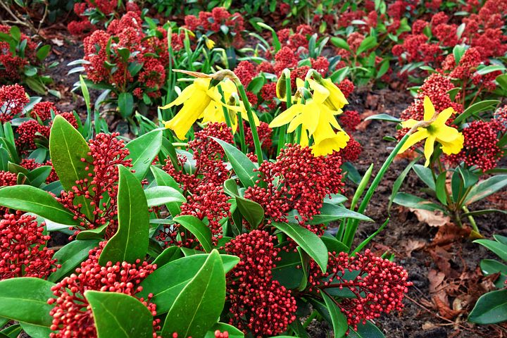 20+ Free Rubella & Flowers Images - Pixabay