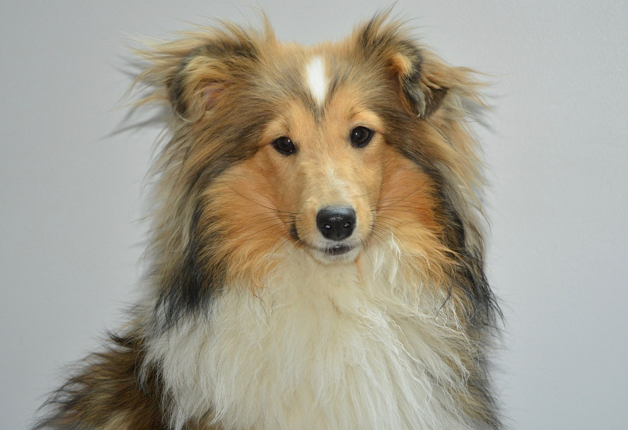 Shetland Sheepdog Friendship Pet - Free photo on Pixabay - Pixabay