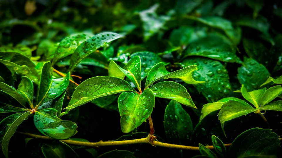 Feuille Nature Flore En Plein - Photo gratuite sur Pixabay