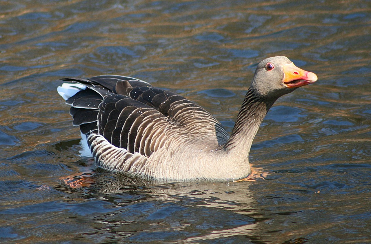 Fauna Silvestre Naturaleza Ganso - Foto gratis en Pixabay - Pixabay
